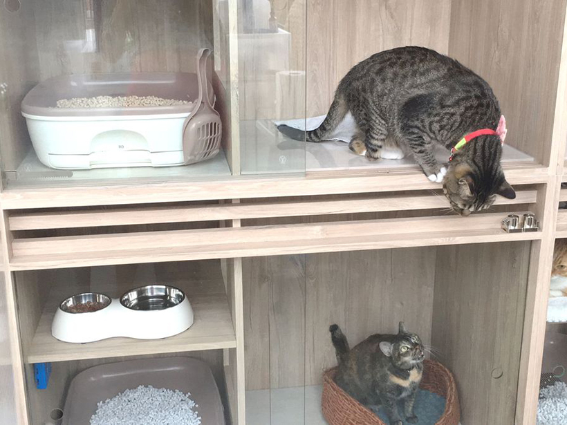 Paws to check out this cat 'hotel'