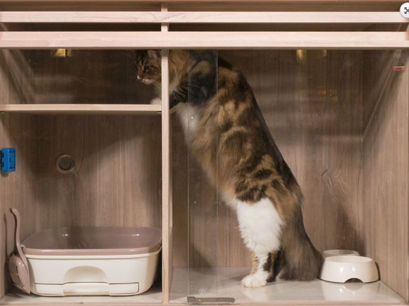 Paws to check out this cat 'hotel'