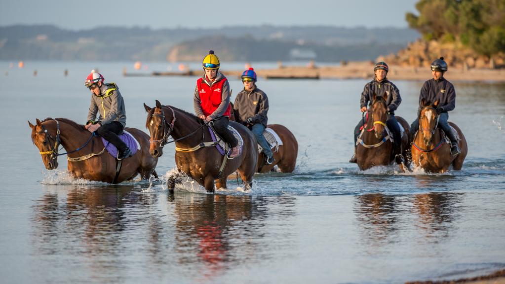 Race on to buy Mornington Peninsula horse estate