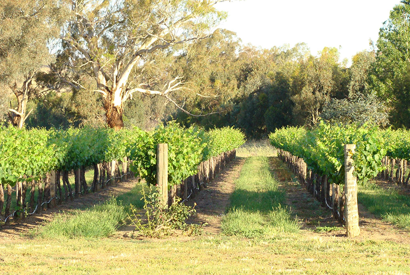 Boutique winery selling for just $670,000