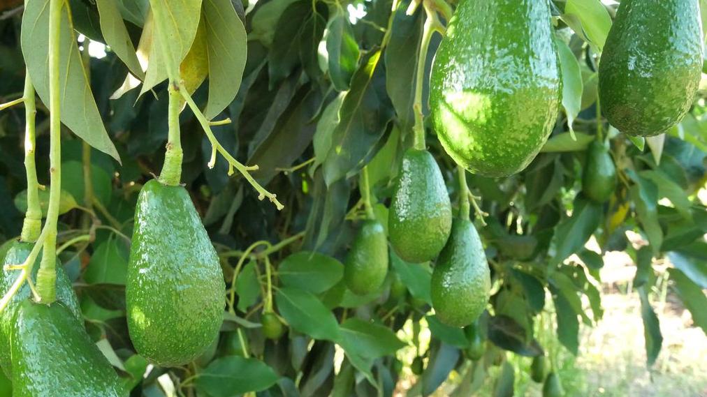Queensland avocado and lime farm the perfect property salsa