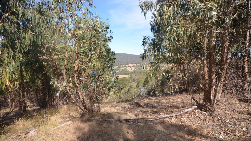 Victorian blue gum plantation could pay for itself