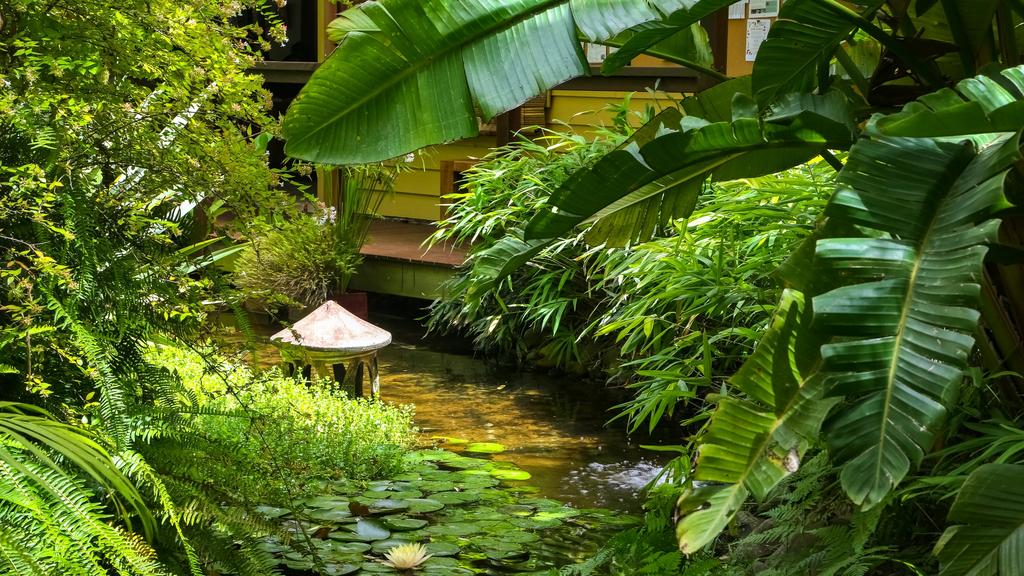 Central Coast rainforest cafe a lush tree change