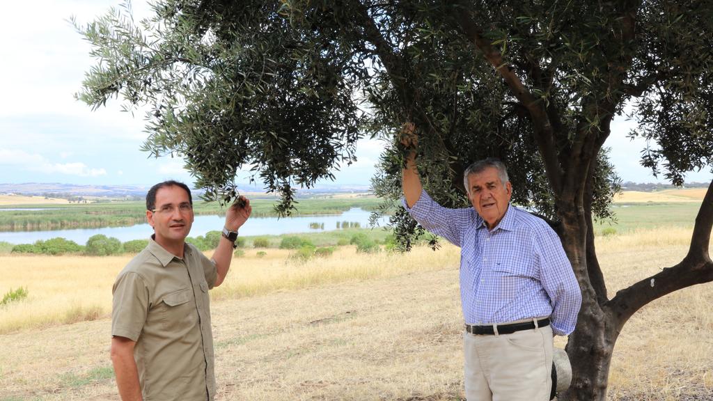 SA olive farm ready for new owner-operator