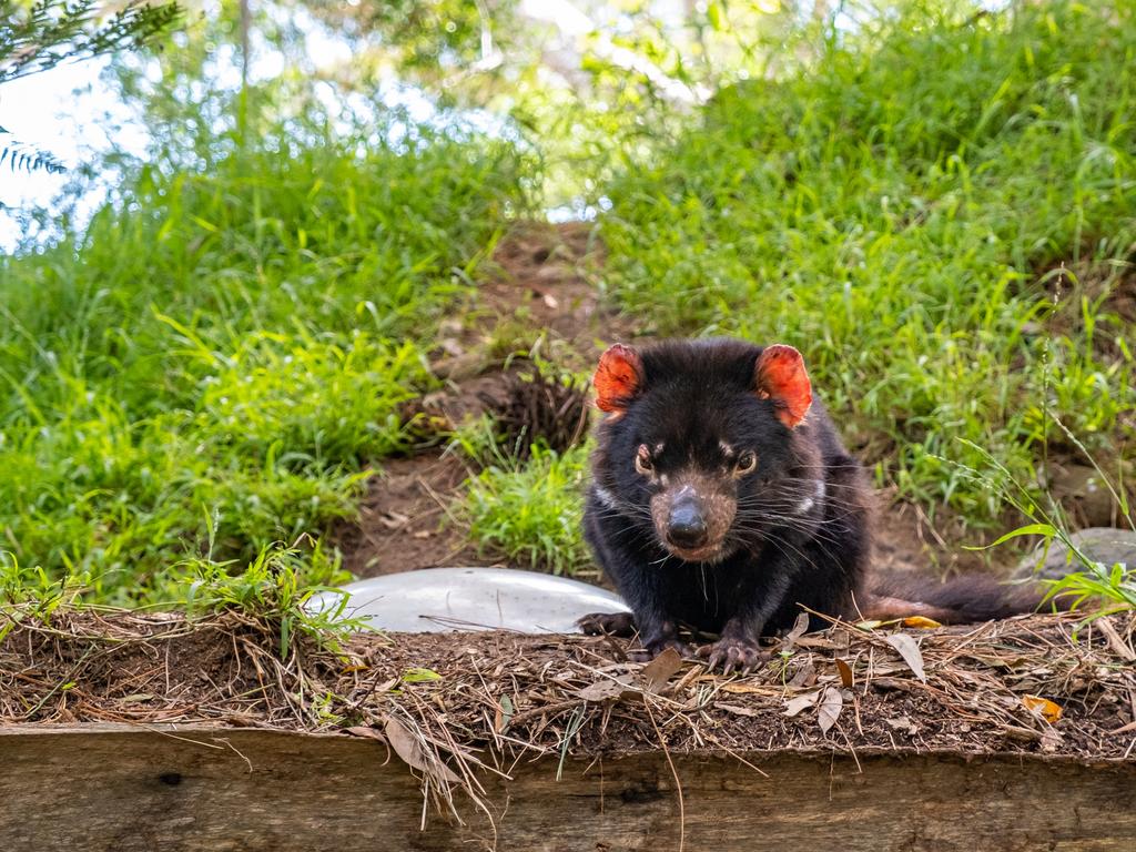 Snap up a devil of an opportunity in Taranna – Tassie’s famous Unzoo