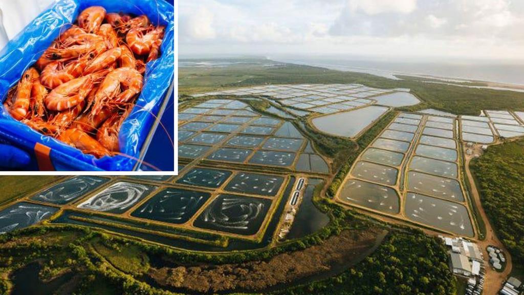 Massive Qld tiger prawn farm sold