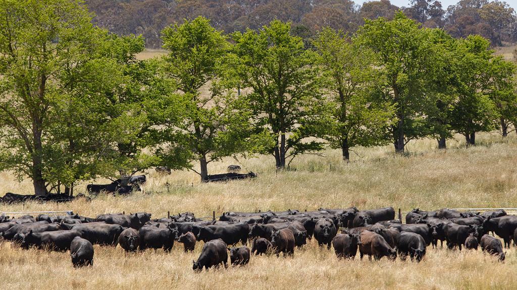 Historic Emu Creek site at Walcha on the market for first time in 155 years