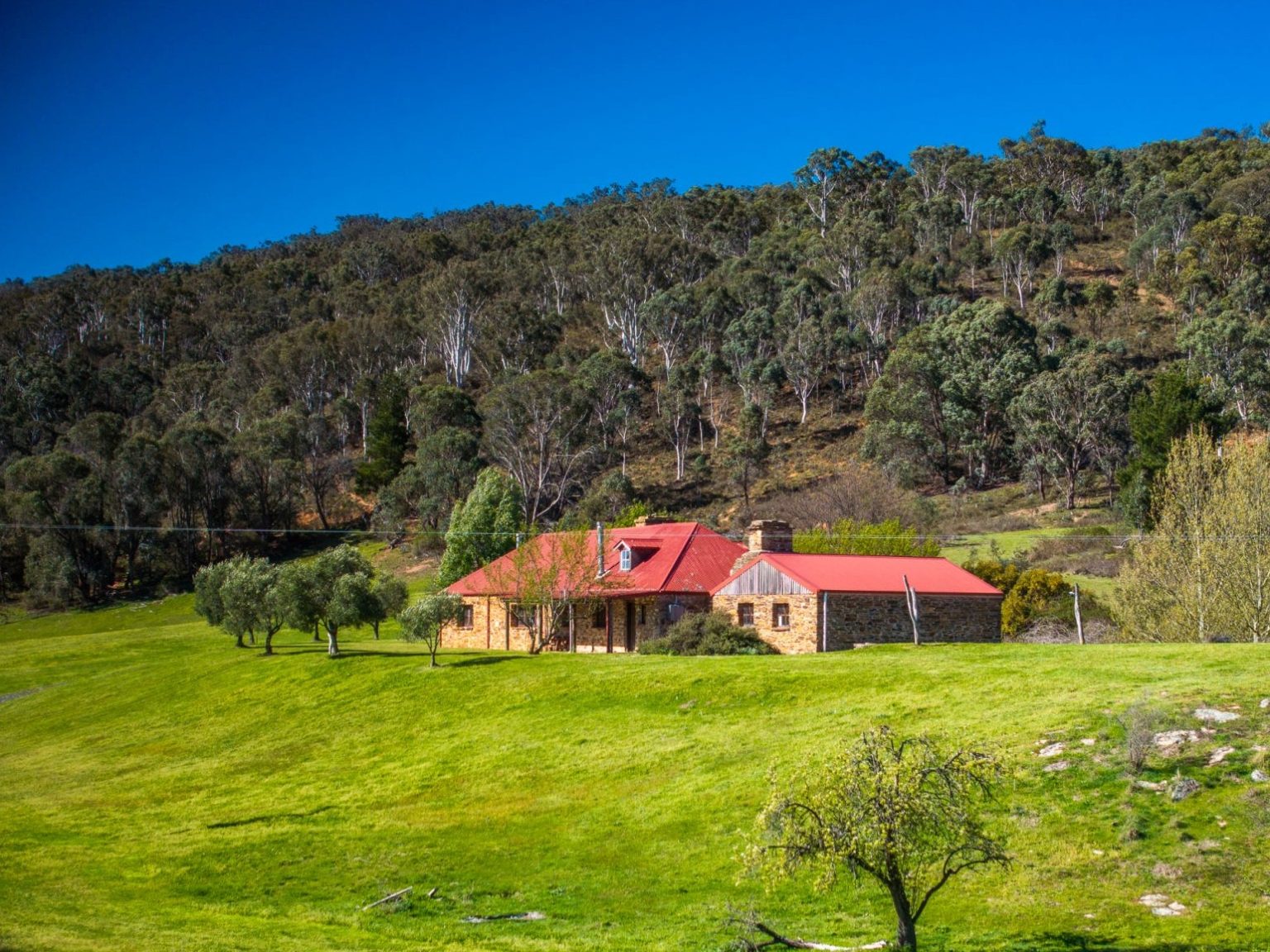 The good oil: Award-winning olive grove listed for sale